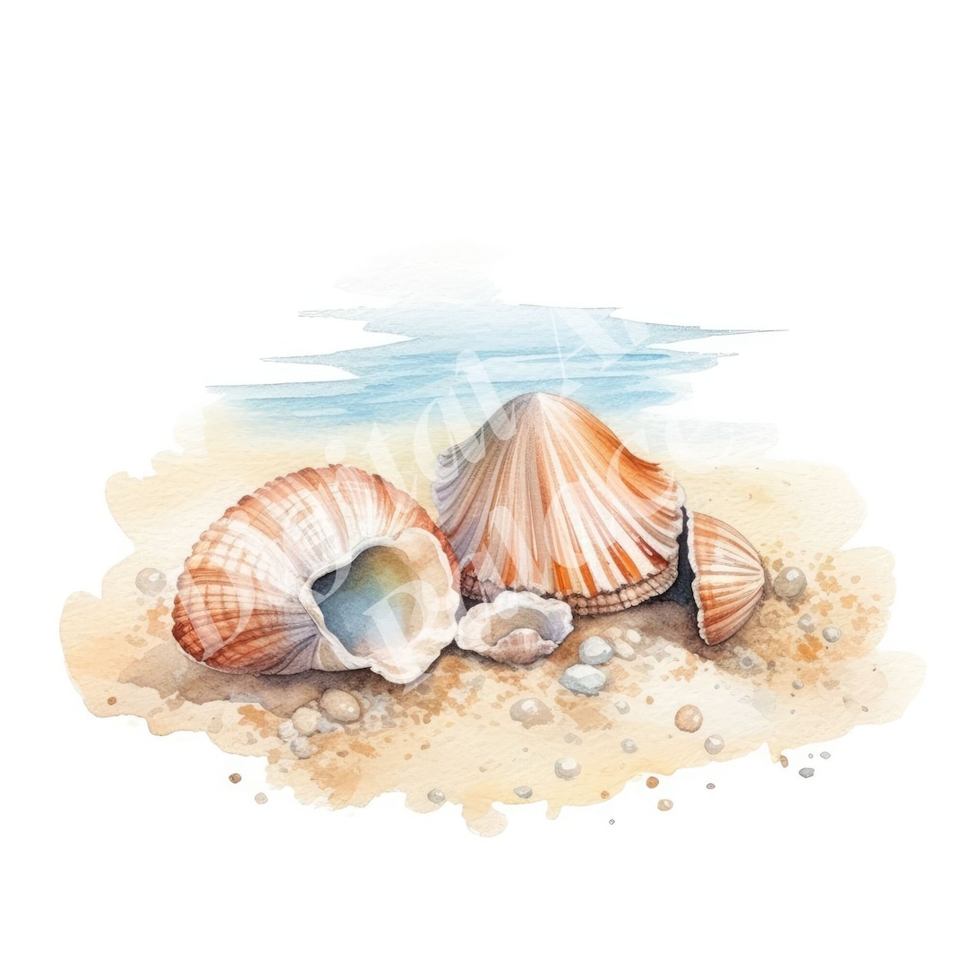 Seashells Clipart - Summer Beach Clipart - Jpgs - Instant Digital ...