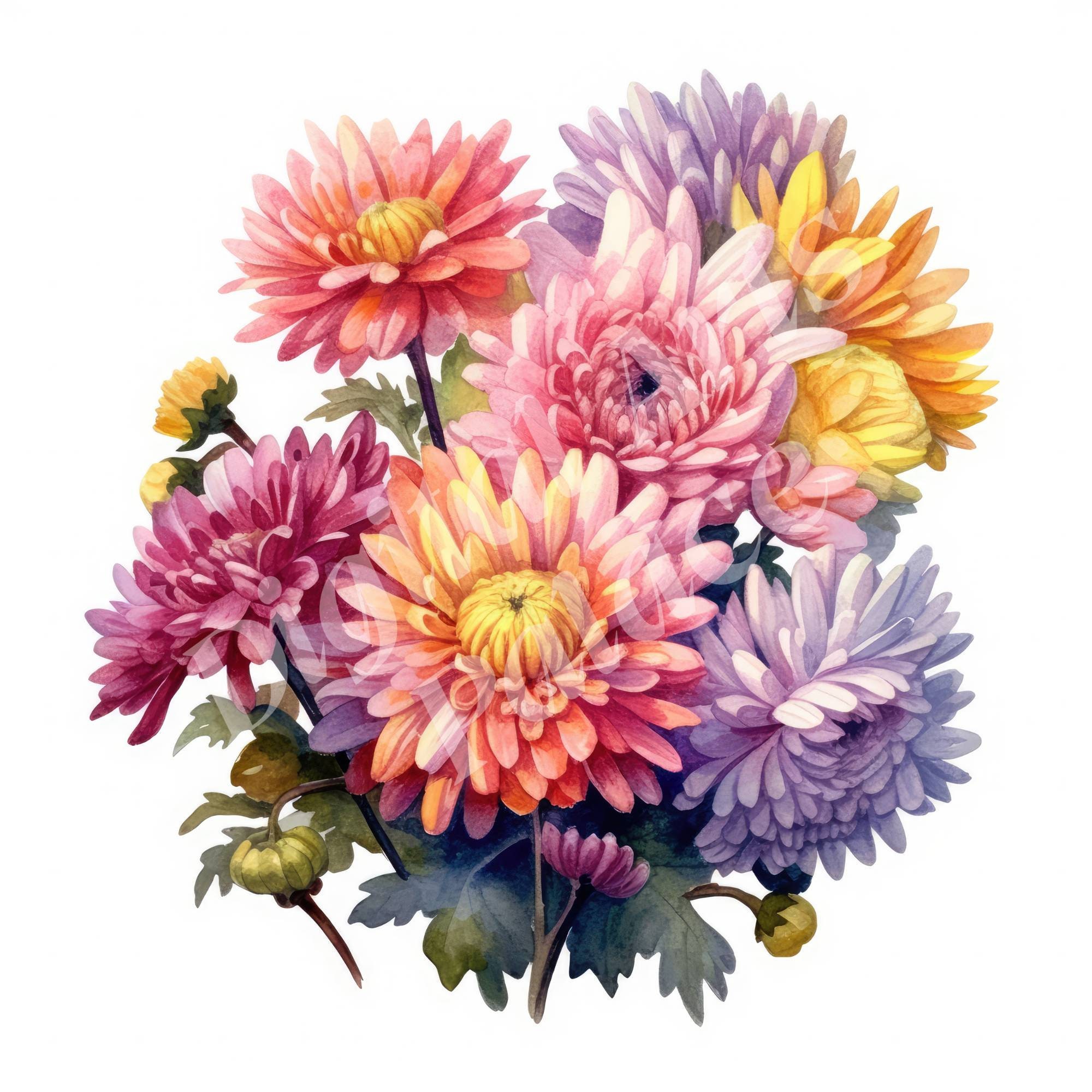 Chrysanthemum Clipart, November Birth Flower, Jpgs, Instant Digital ...
