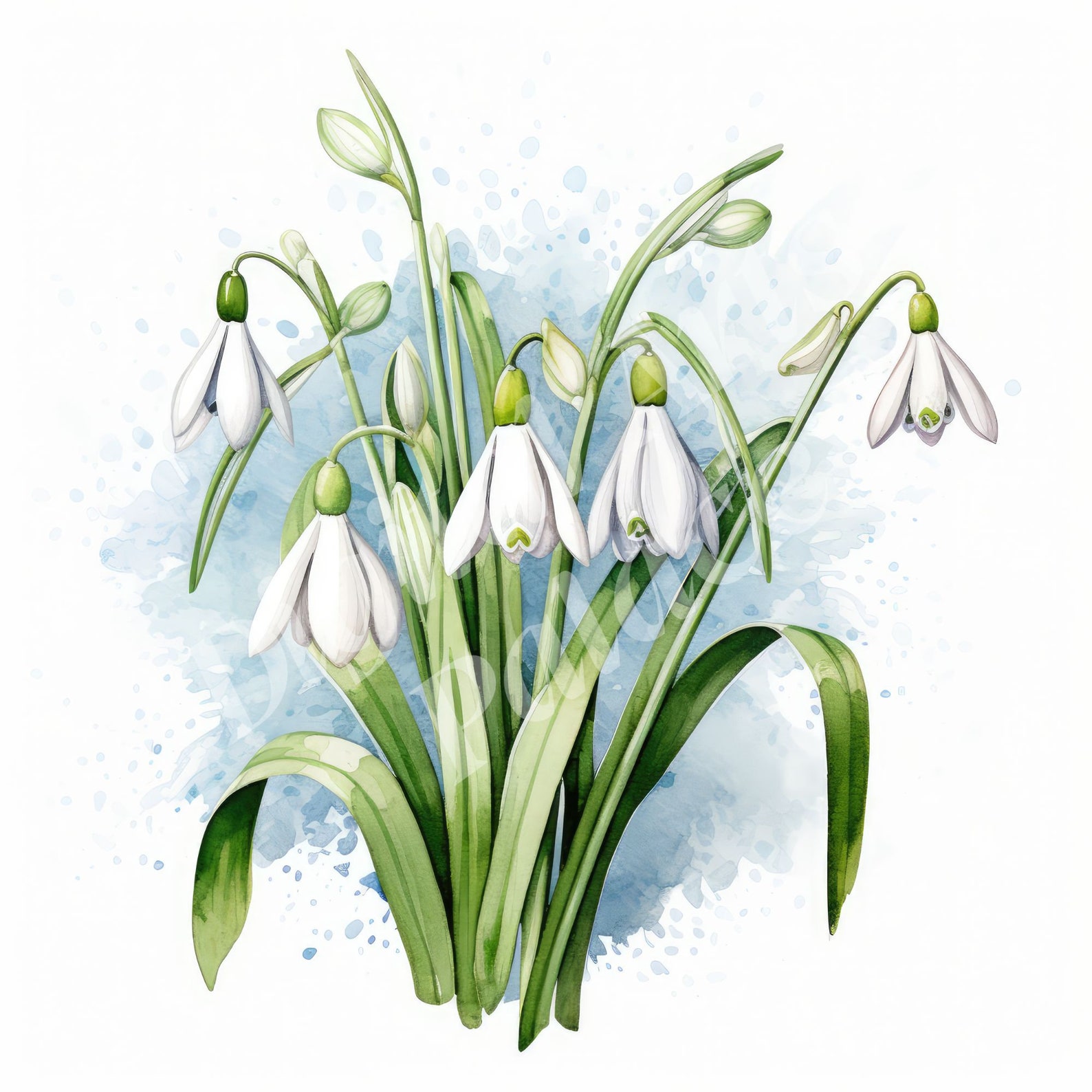 Snowdrops Clipart January Birth Flower Clipart Jpgs Digital - Etsy UK