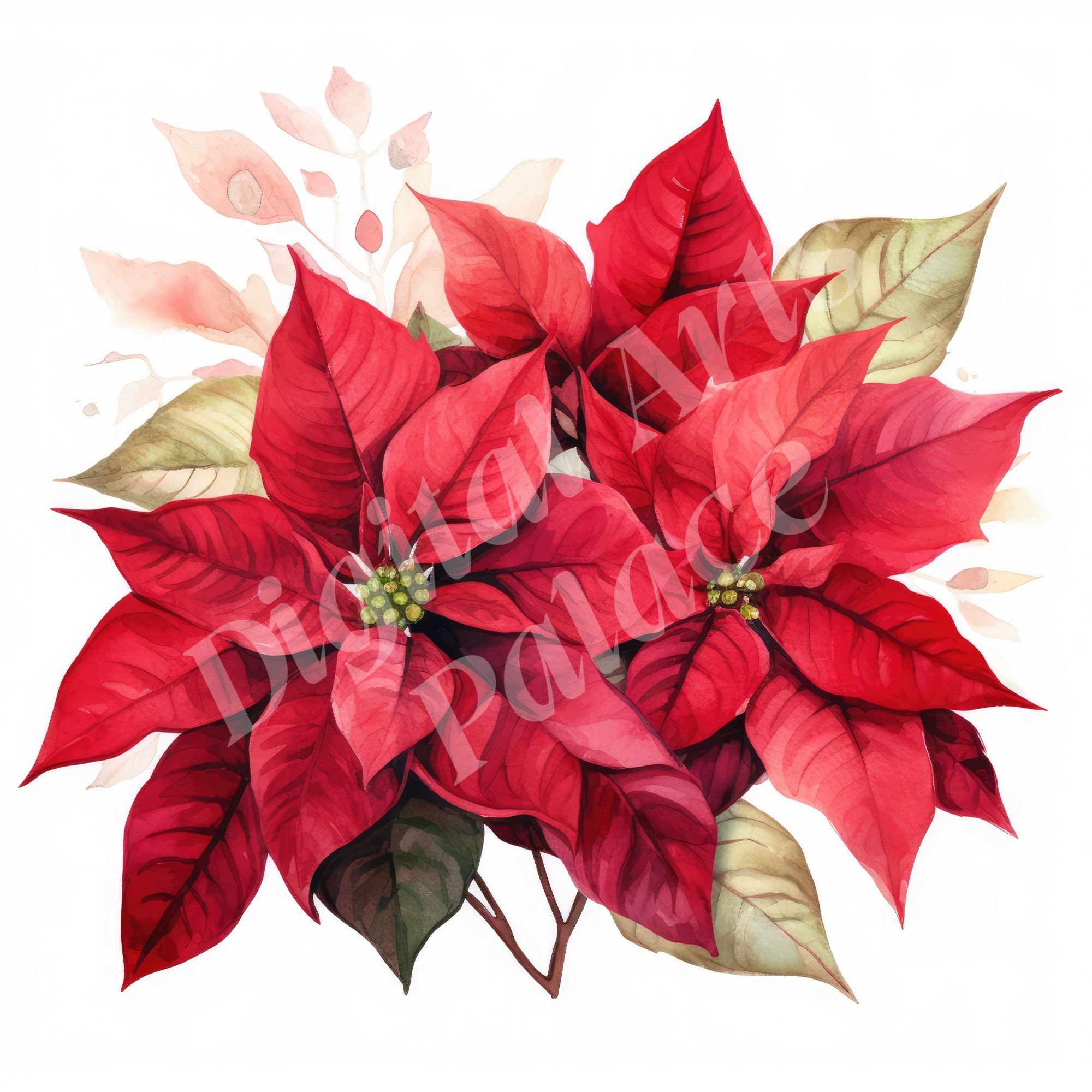 Poinsettia Clipart Christmas Flower Clipart Jpgs Instant Digital ...