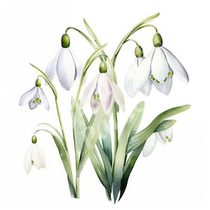 Snowdrops Clipart, January Birth Flower Clipart, Jpgs, Digital Download ...