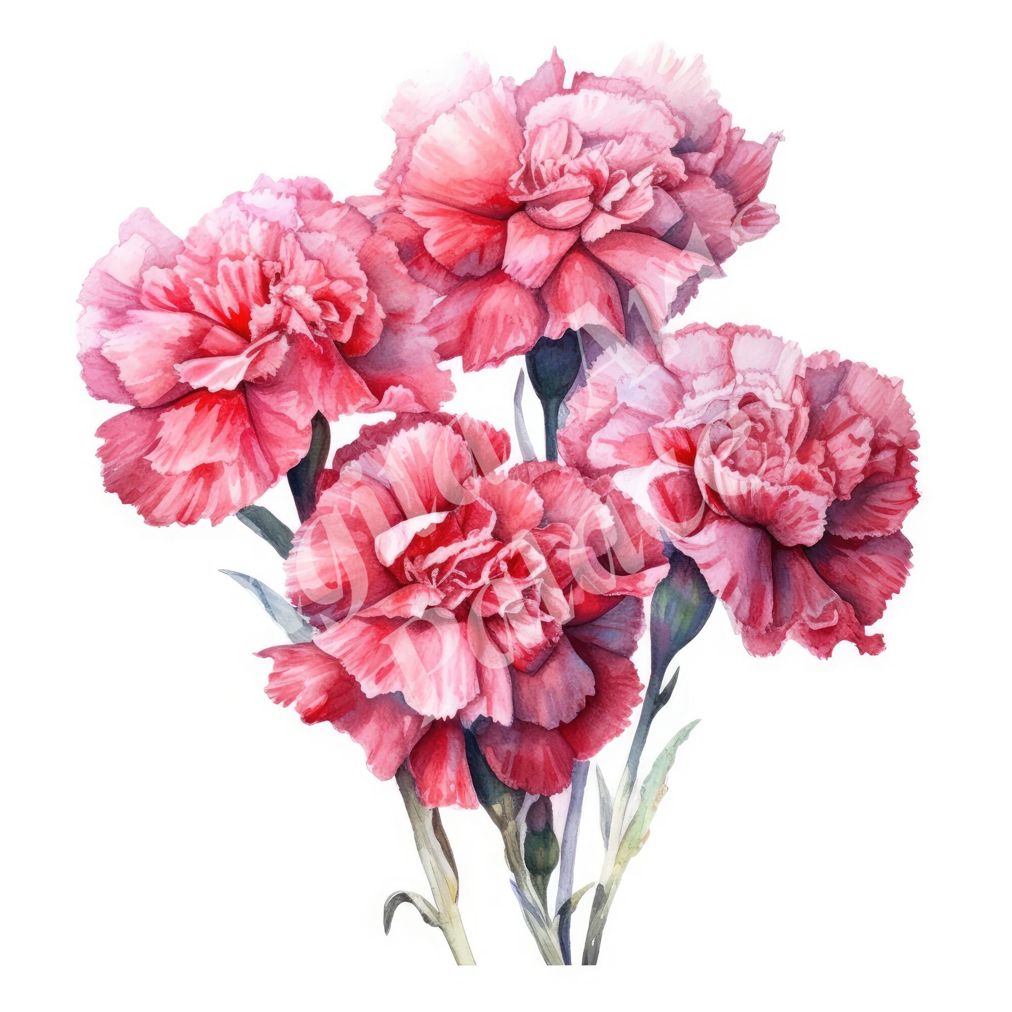 Carnations Clipart January Birth Flower Clipart Jpgs - Etsy