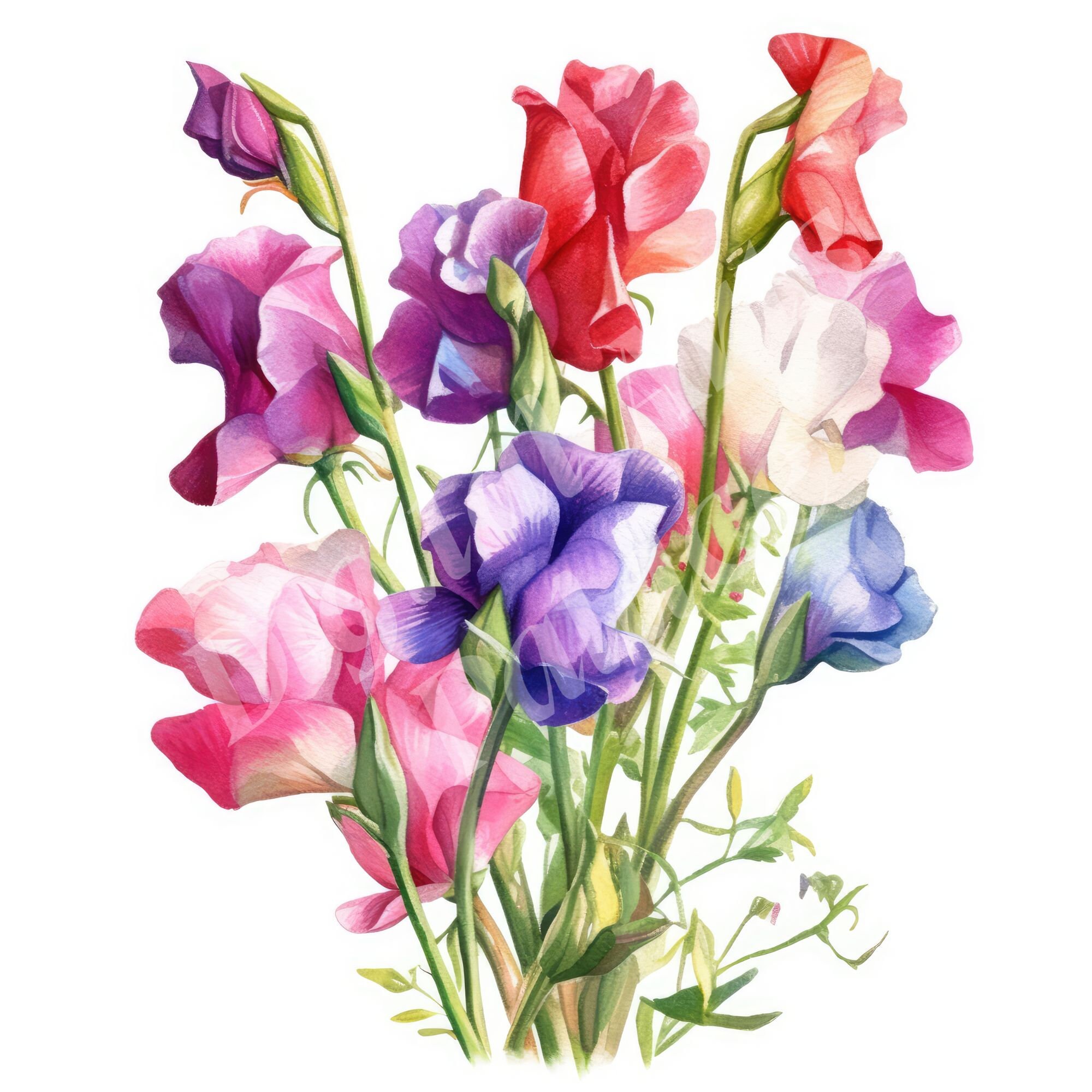 Sweet Peas Clipart, April Birth Flower Clipart, Pngs, Instant Digital ...