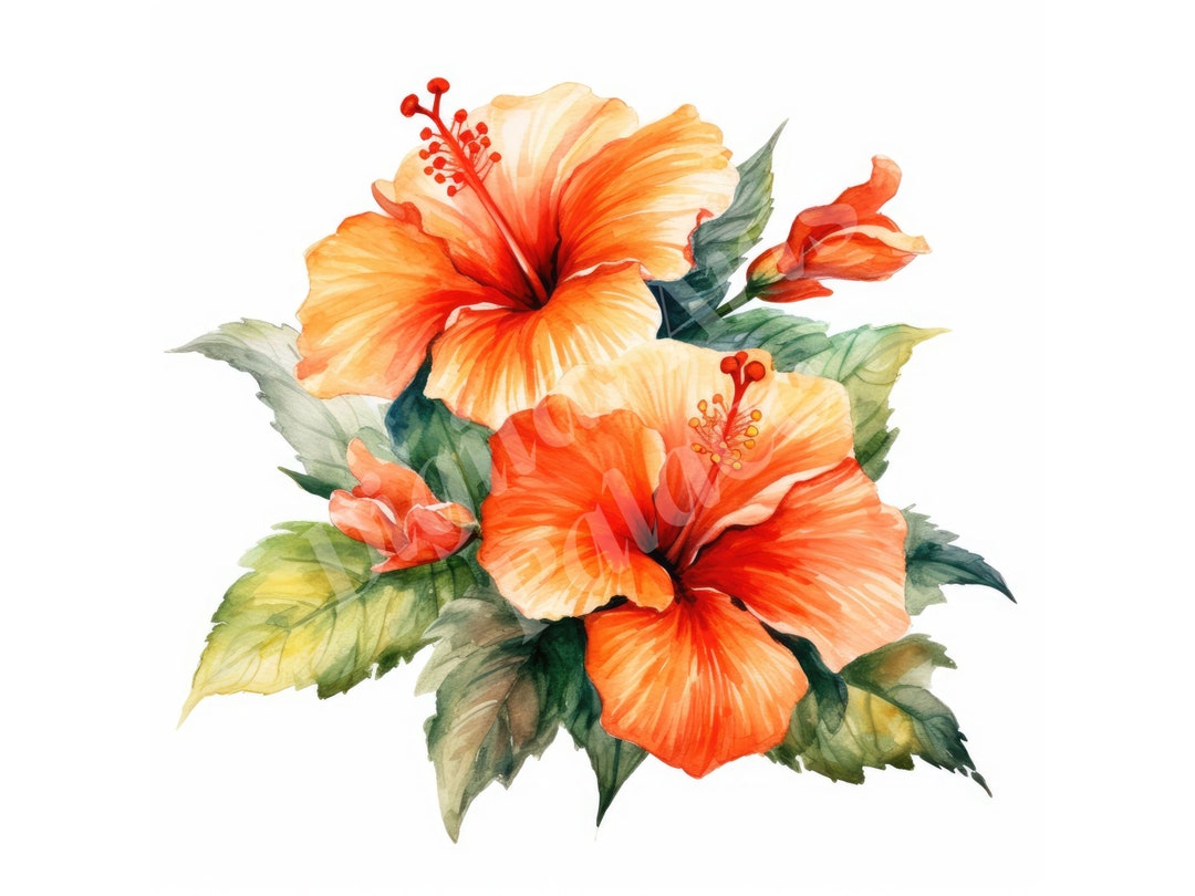 Hibiscus Clipart - Watercolor Floral Clipart - Jpgs - Instant Digital ...