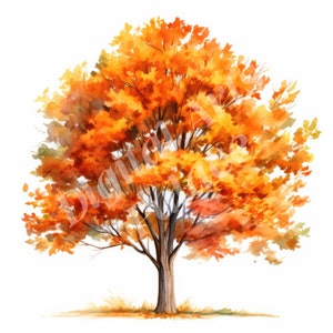 Fall Tree Clipart, Autumn Tree Clipart, Jpgs, Instant Digital Download ...