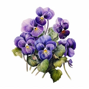 Violets Clipart, February Birth Flower Clipart, Jpgs, Digital Download ...