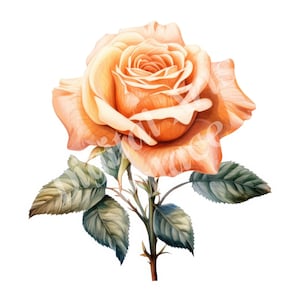 Peach Roses Clipart - Watercolor Floral Clipart - Jpgs - Instant ...