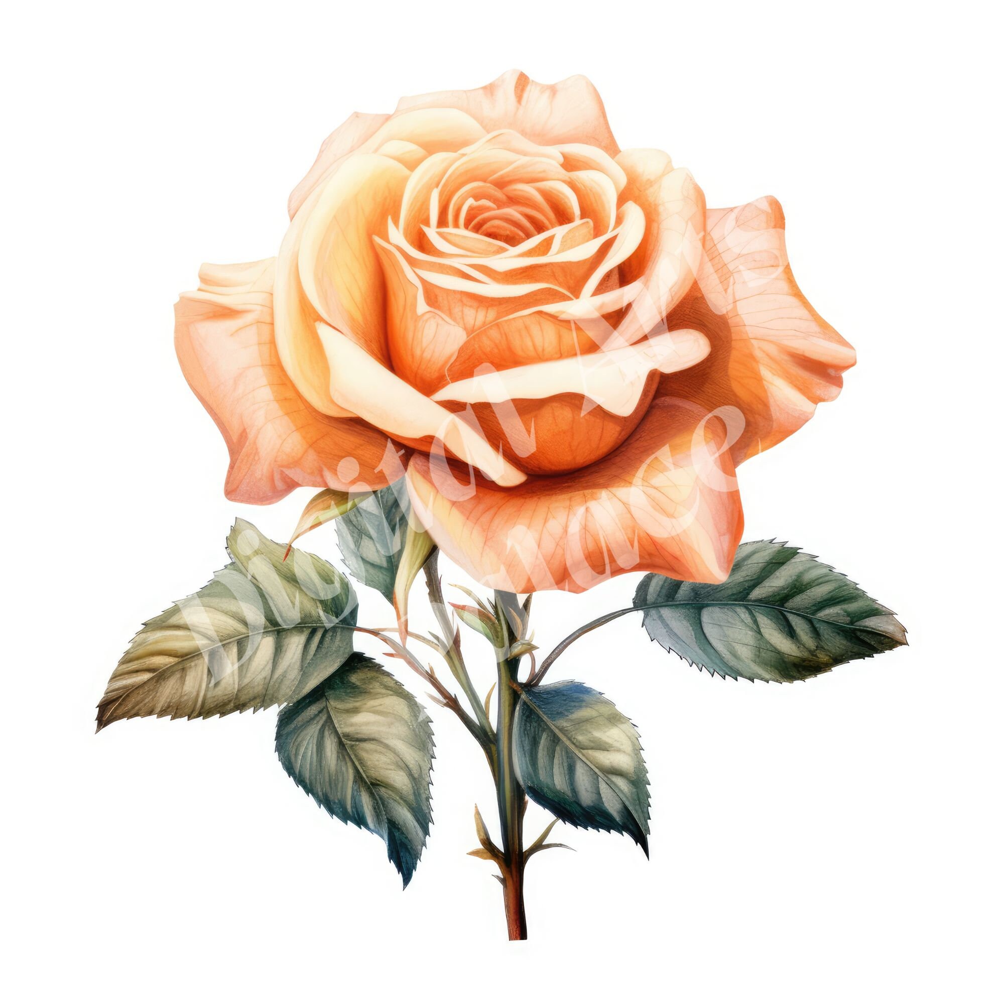 Peach Roses Clipart Watercolor Floral Clipart Jpgs Instant Digital ...