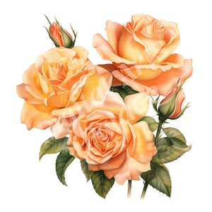 Peach Roses Clipart - Watercolor Floral Clipart - Jpgs - Instant ...