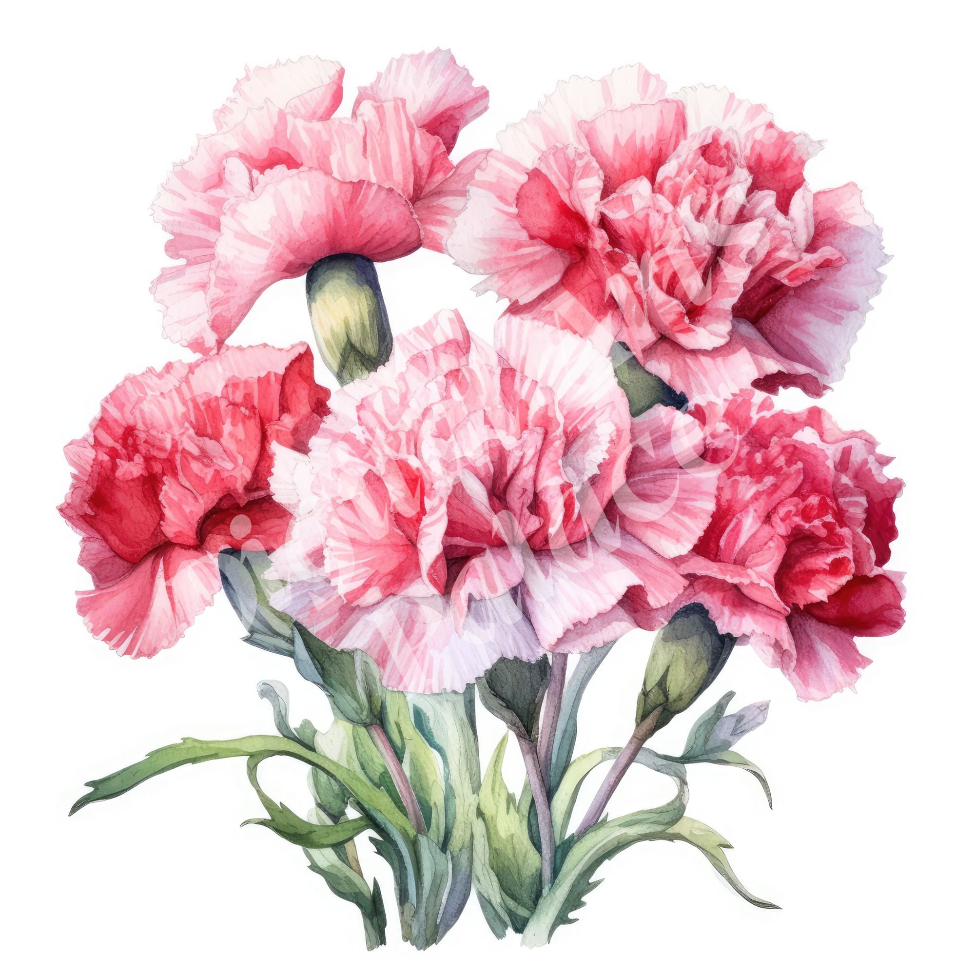 Carnations Clipart, January Birth Flower Clipart, Jpgs, Digital ...
