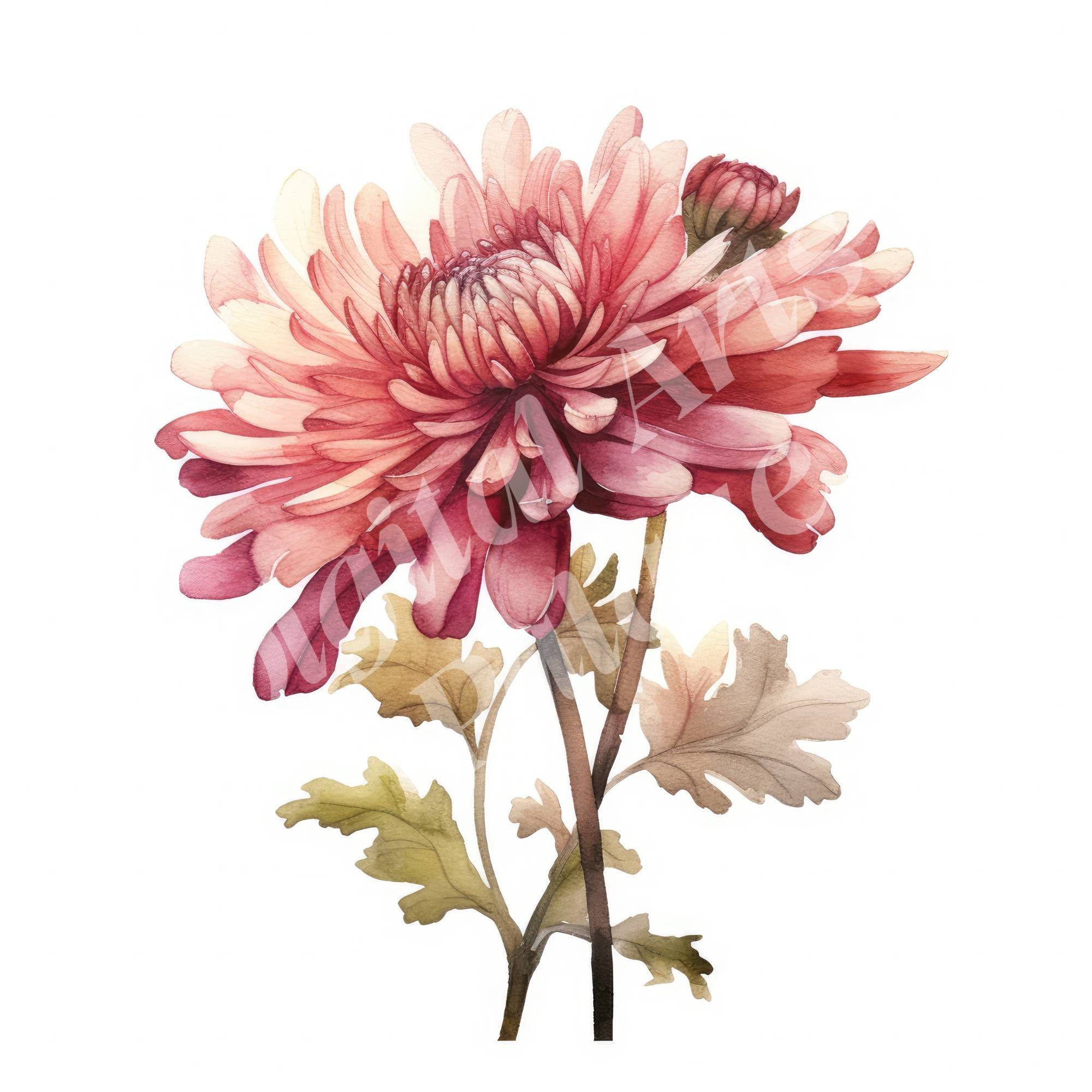 Chrysanthemum Clipart, November Birth Flower, Jpgs, Instant Digital ...