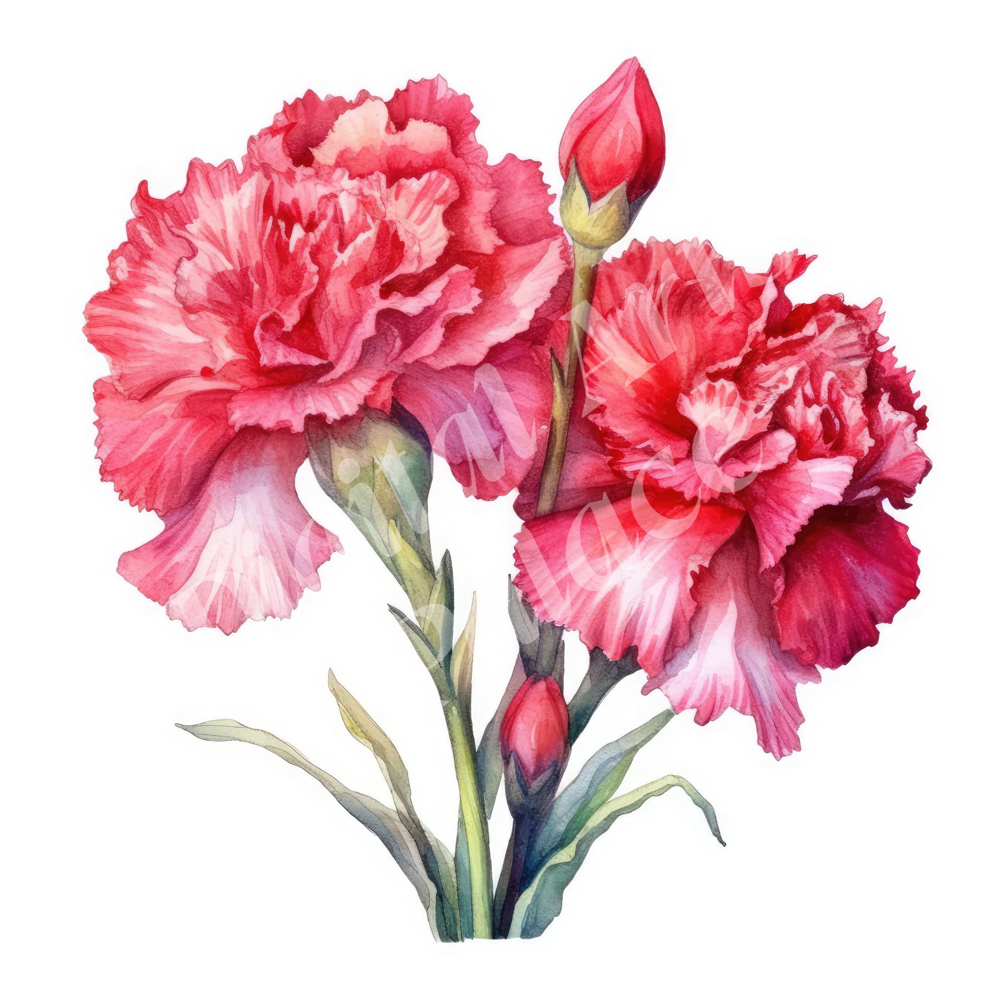 Carnations Clipart, January Birth Flower Clipart, Jpgs, Digital ...