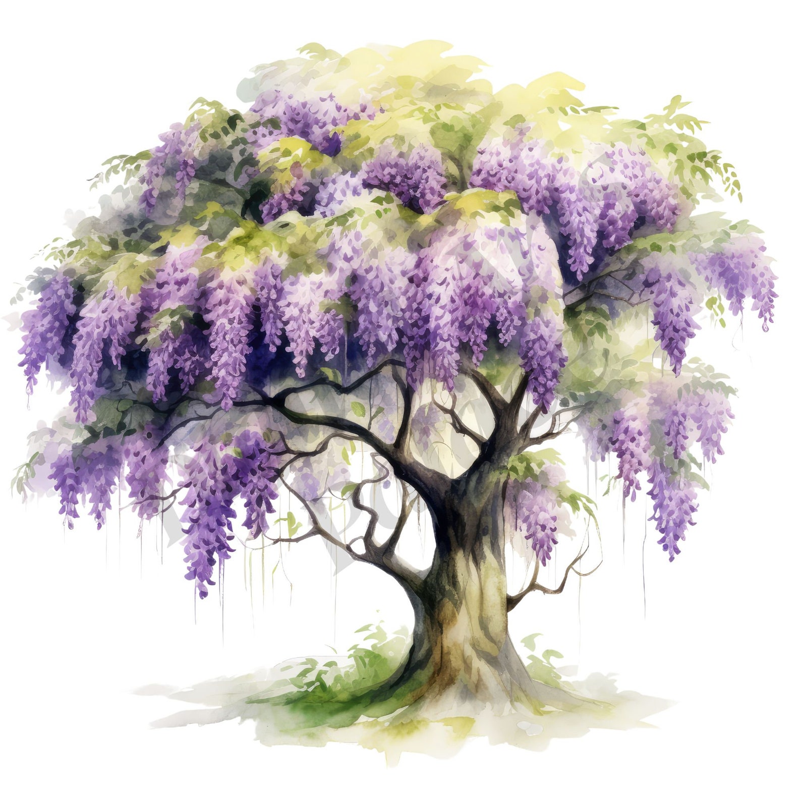 Wisteria Tree Clipart, Purple Rain Wisteria Clipart, Jpgs, Digital ...