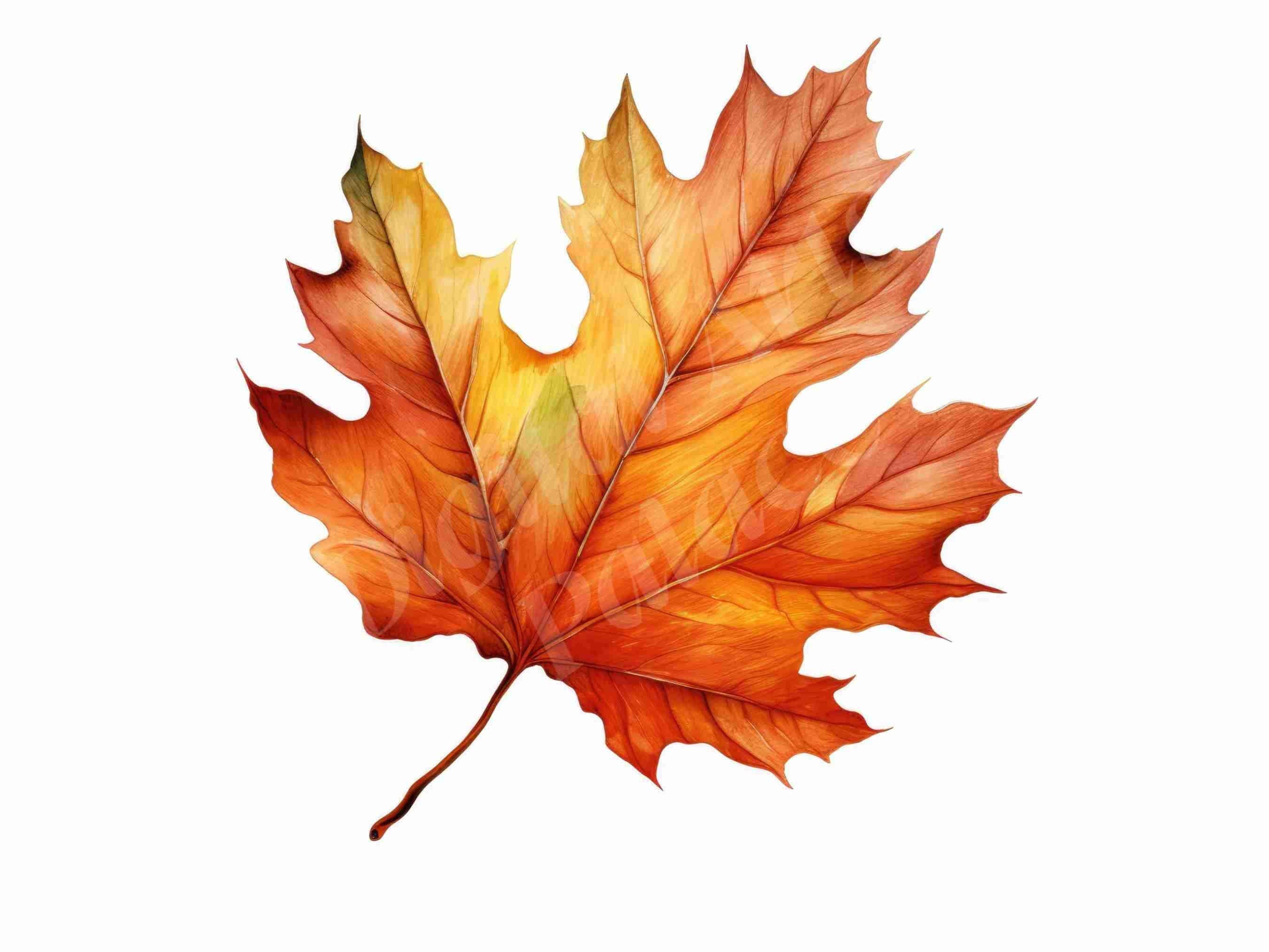 Fall Leaf Clipart Bundle - Autumn Leaf Watercolor Clipart - Pngs ...