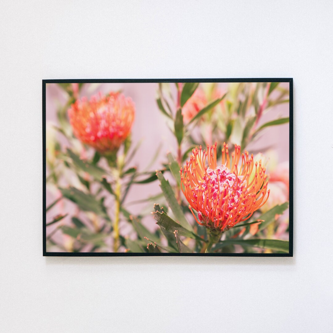 Leucospermum 'tango' - Orange Flowering Pincushion Tree - Australian ...