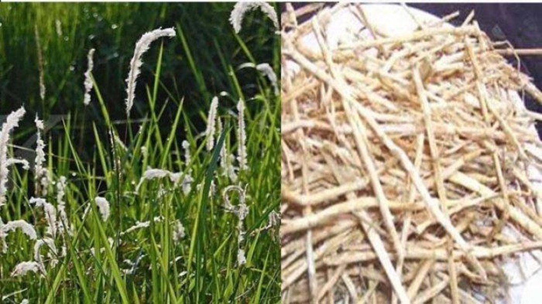 Akar Alang Alang Imperata Cylindrica dried and Powder - Etsy
