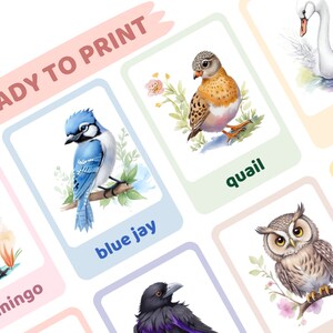 24 BIRD ANIMAL Flashcards for Kids | Printable Flashcards, Montessori ...