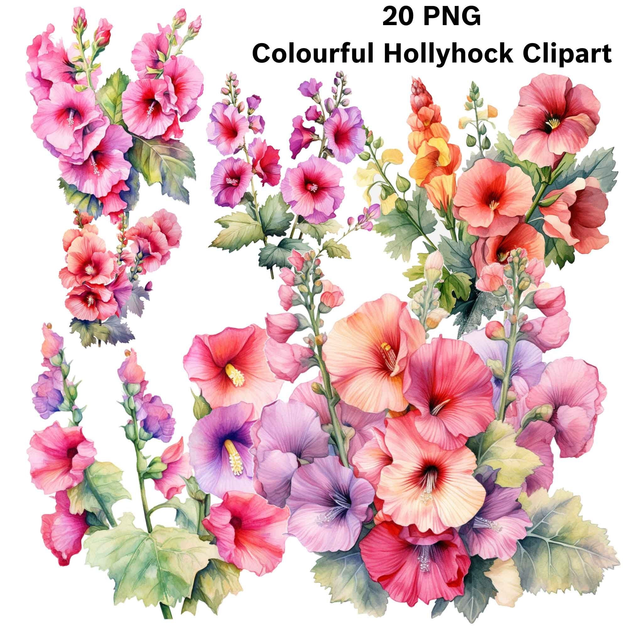 Hollyhock Flower Drawing