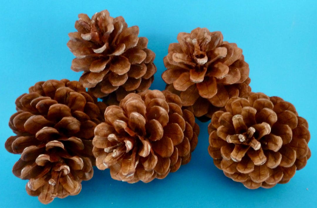 Pinecones 20 @ 9cm Real Natural South Australia Pine Cones for ...