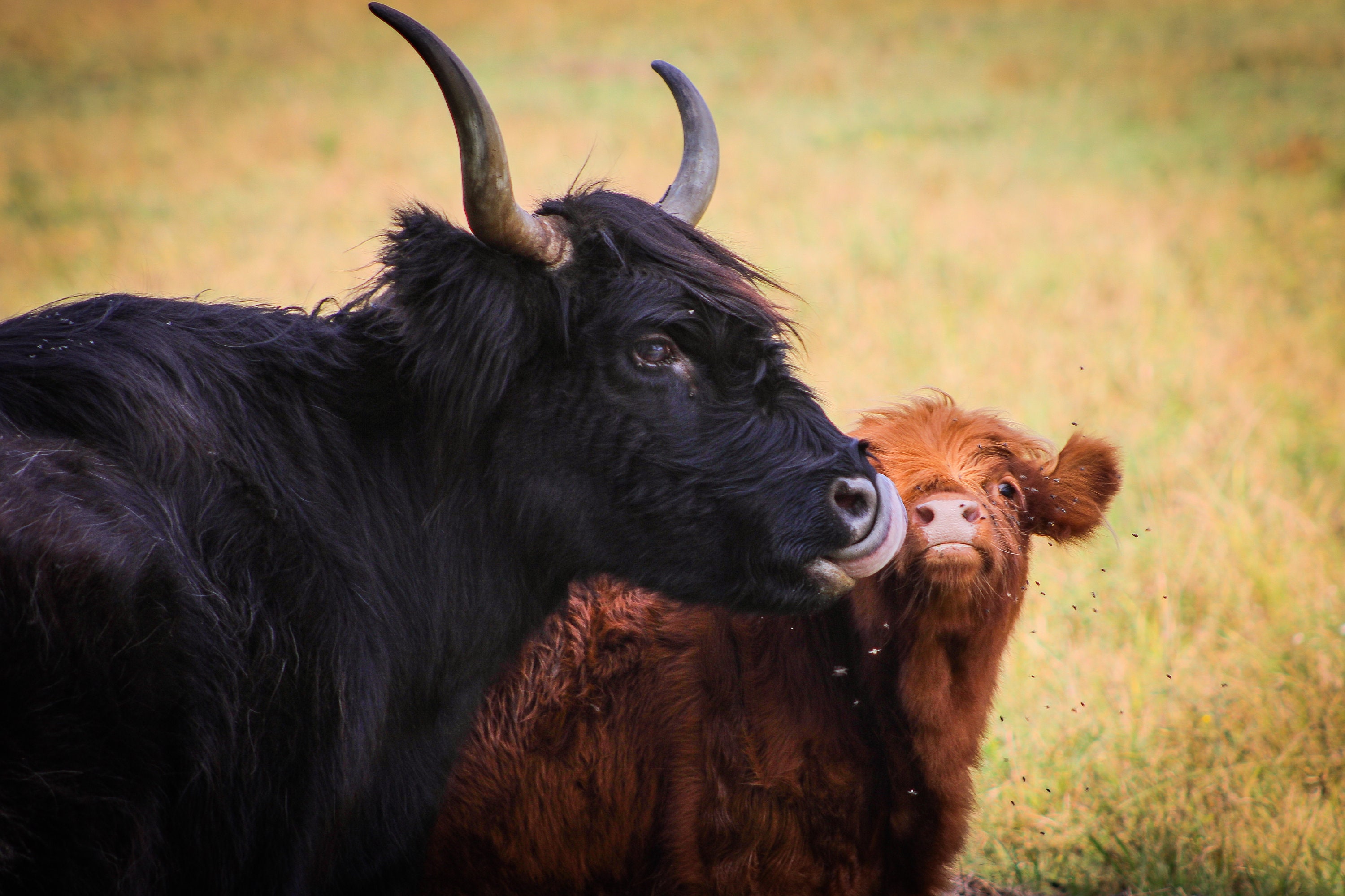 Highlander Mom and Baby DIGITAL PHOTO - Etsy