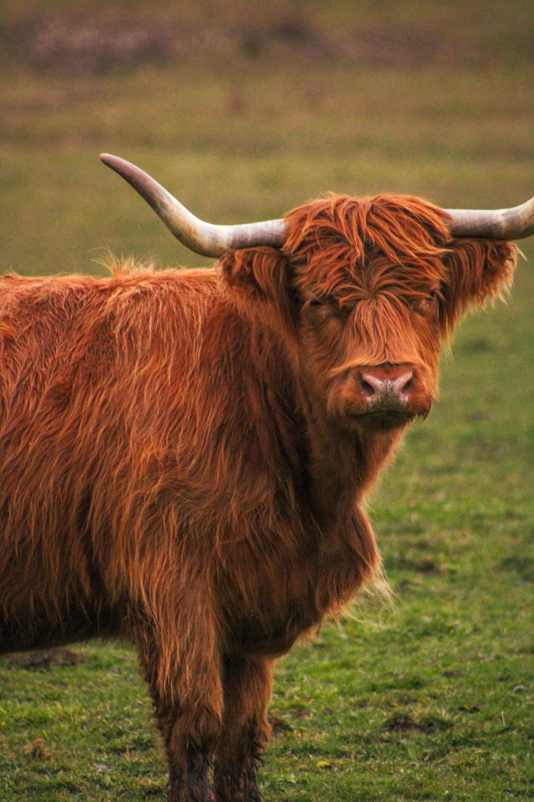 Highlander Cow *digital Image* - Etsy