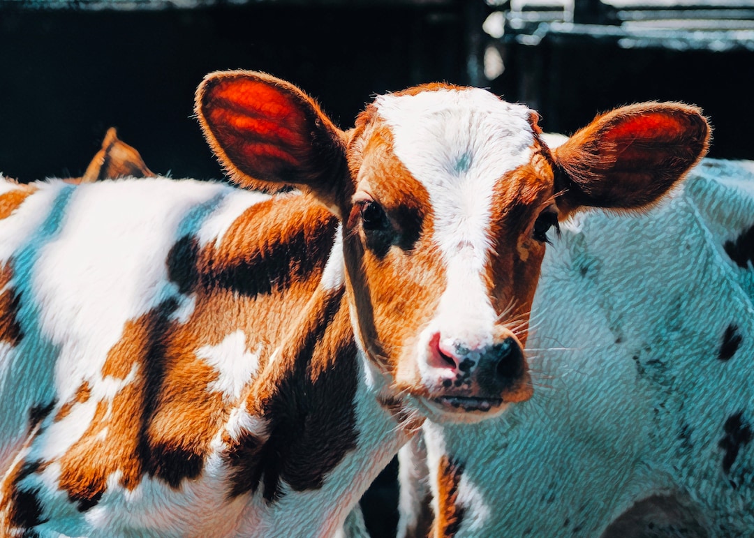 Calf DIGITAL DOWNLOAD - Etsy