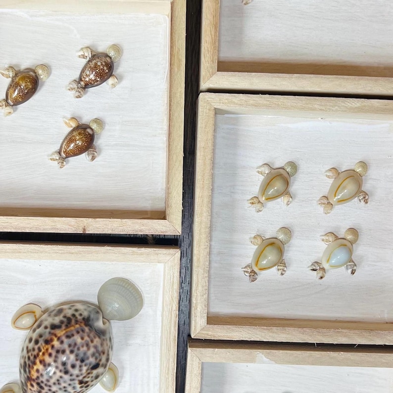 Seashell Turtle Shadow Box: Coastal Beach Decor - Etsy