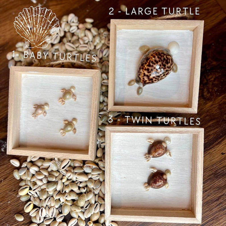 Seashell Turtle Shadow Box: Coastal Beach Decor - Etsy