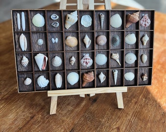 Seashell Butterfly, Seashell Collage Art, 12x12 Seashell Shadowbox ...