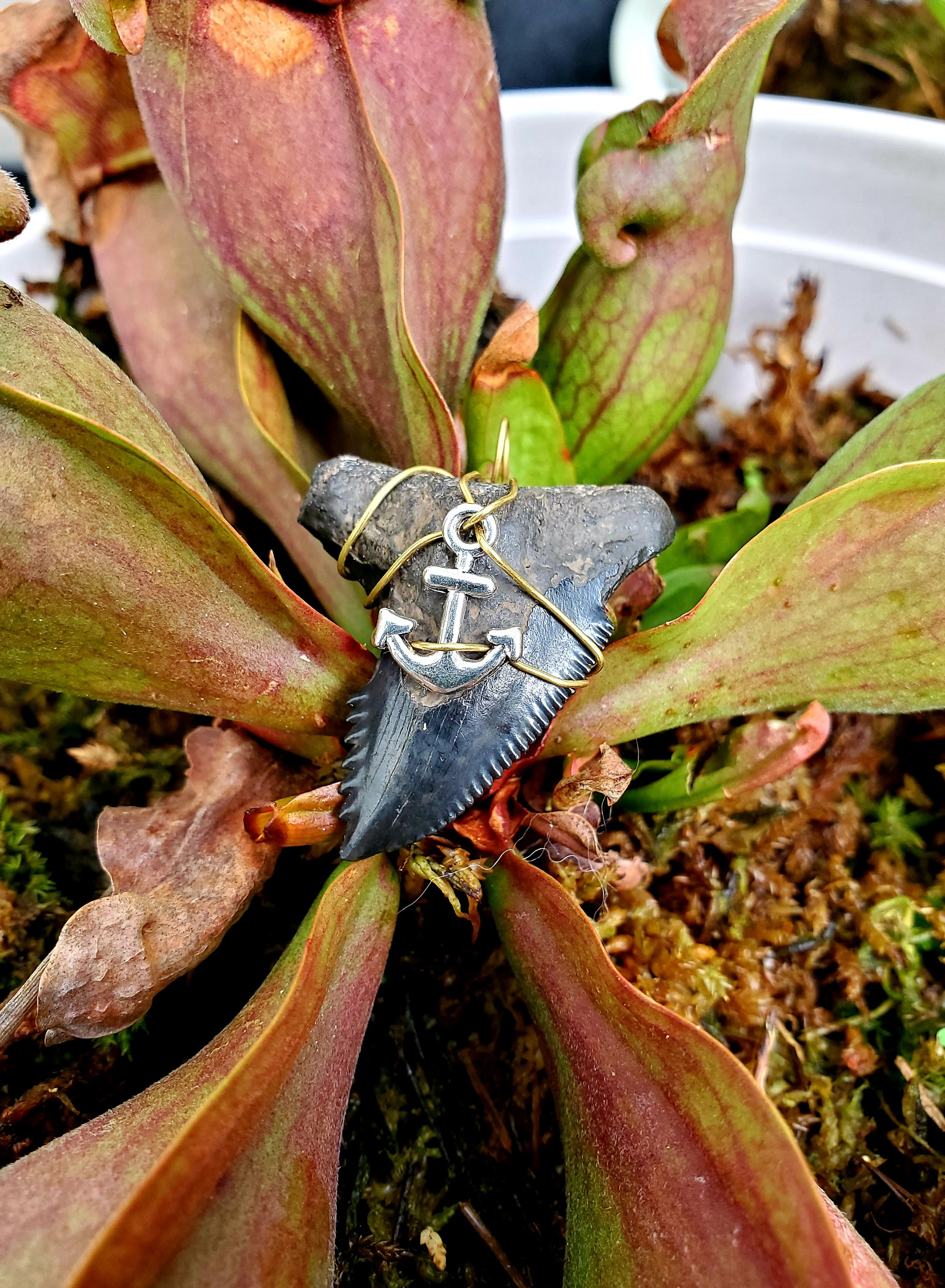 Hemipristis snaggle Tooth Shark Tooth Necklace - Etsy