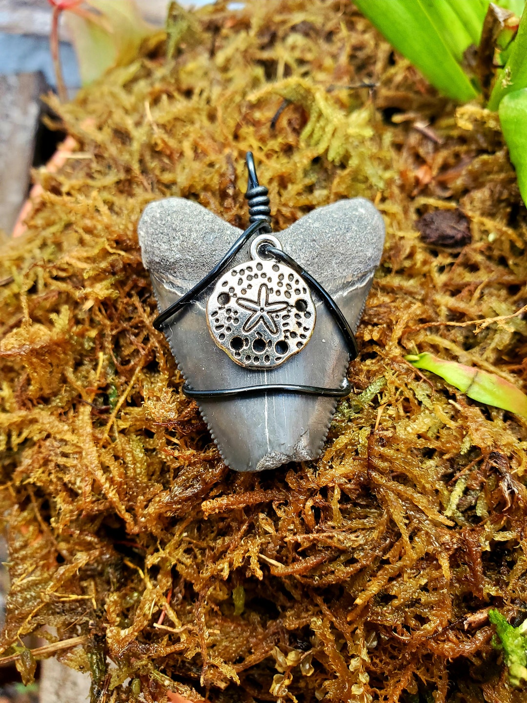 Authentic Megalodon Tooth Necklace - Etsy