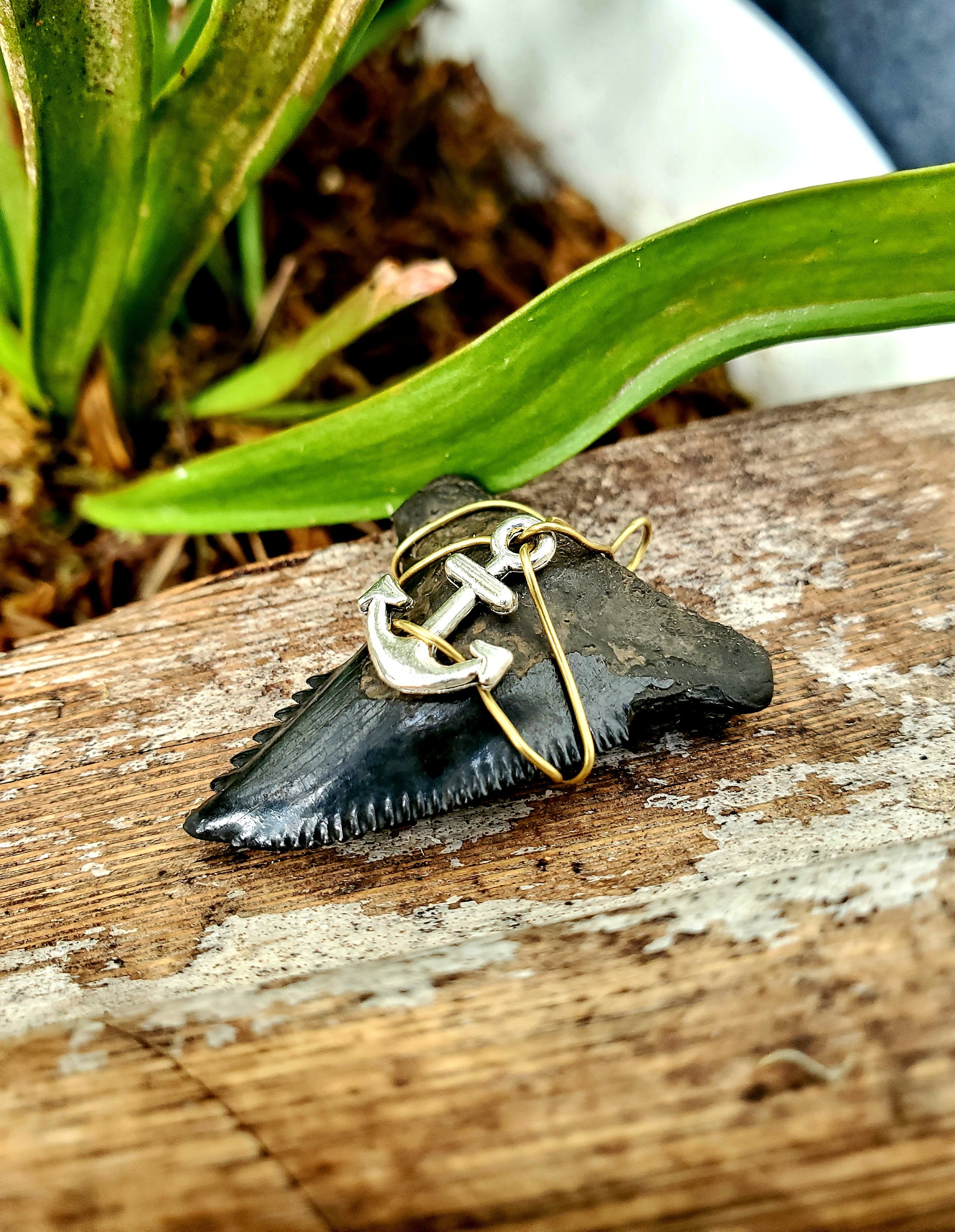 Hemipristis snaggle Tooth Shark Tooth Necklace - Etsy