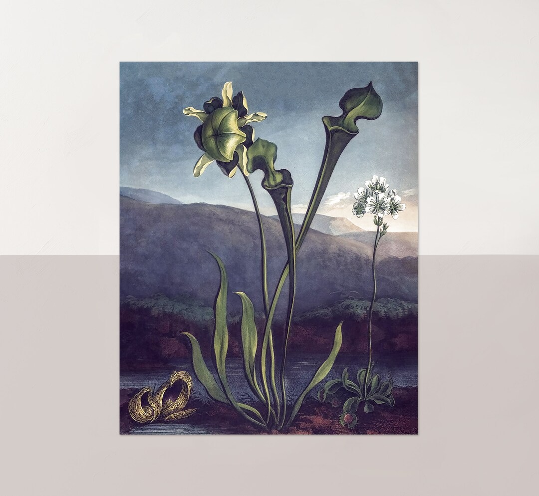 Vintage American Bog Plant Printable Wall Art Farmhouse Kitchen Wall ...