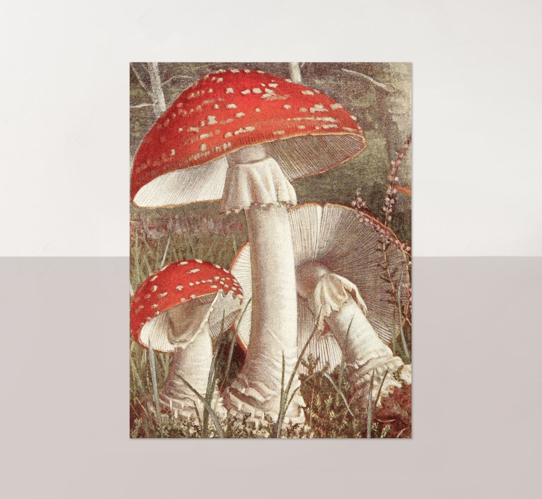 Vintage Magic Mushrooms Printable Wall Art Farmhouse Kitchen Wall Art ...