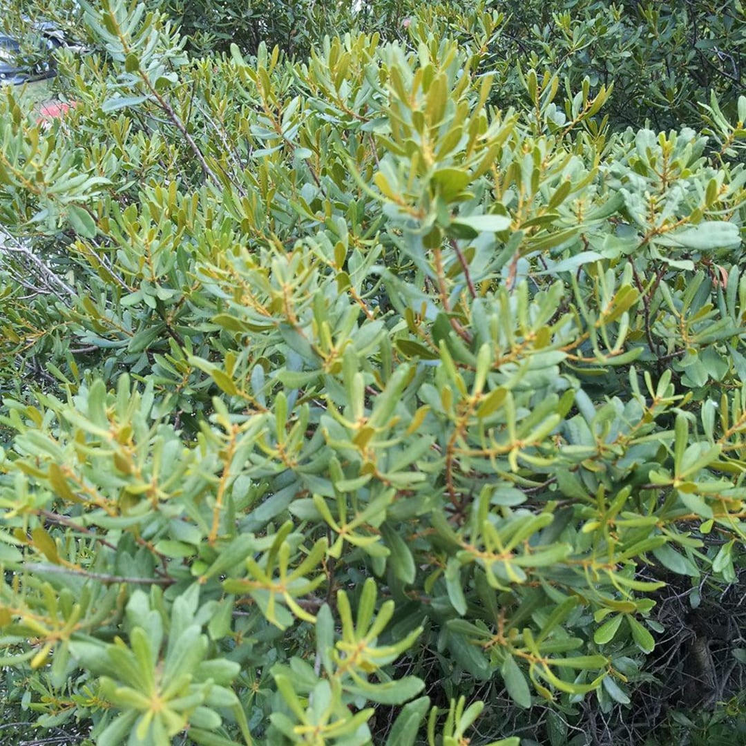 Seeds. Wax Myrtle (myrica Cerifera) - Etsy