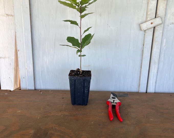4” Texas Red Oak (quercus Buckleyi) Tree - Etsy