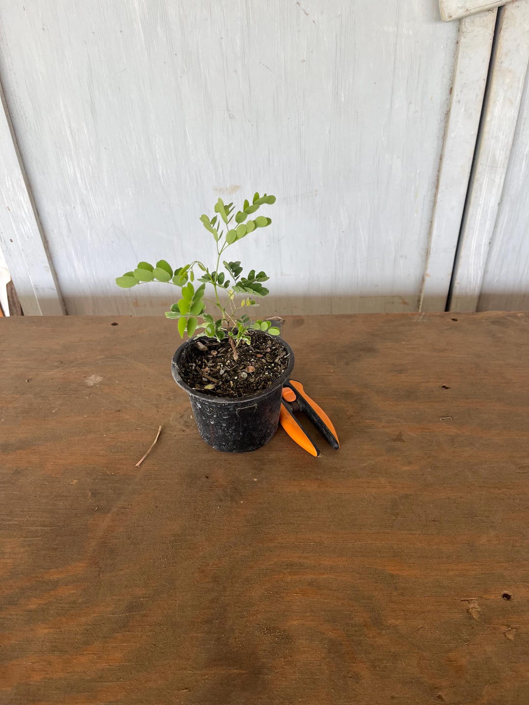 4” Goldenball Leadtree (leucaena Retusa) Plant - Etsy