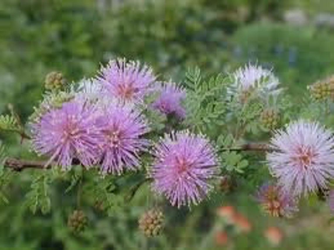 Seeds. Texas Mimosa (mimosa Texana) - Etsy