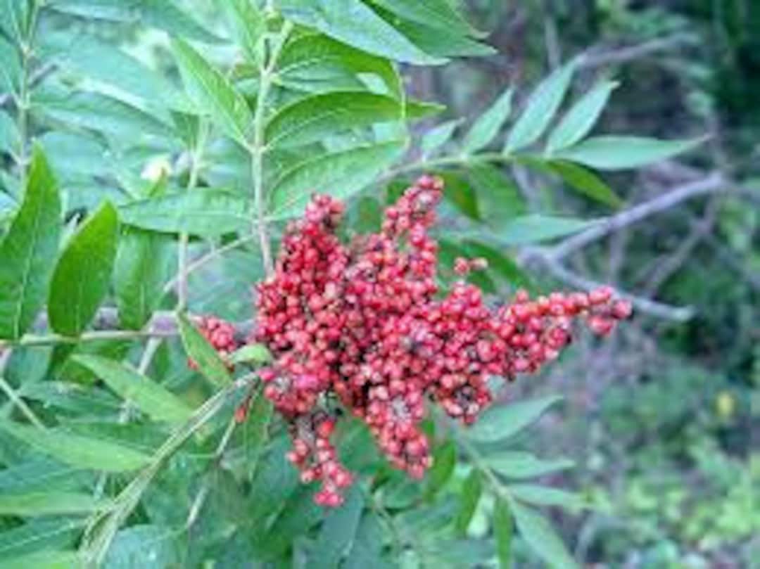 Seeds. Flame Leaf Sumac (rhus Lanceolata). - Etsy