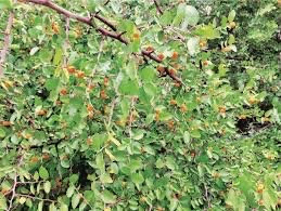 Seeds. Desert Hackberry (celtis Pallida). - Etsy