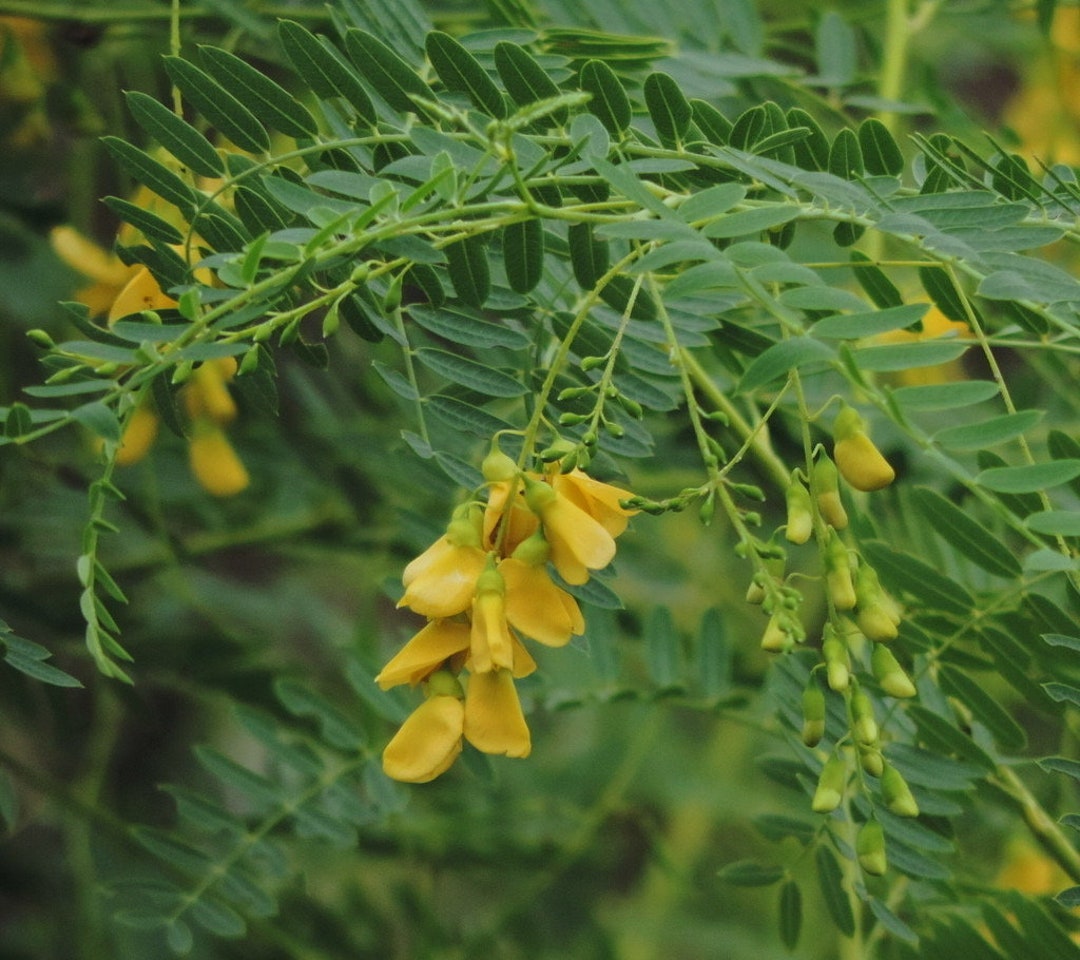 Seeds. Rattlebox, Rattlebush (sesbania Drummondii). - Etsy