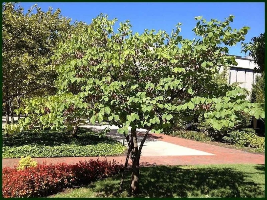 Seeds. Texas Redbud (cercis Canadensis Var. Texensis) - Etsy