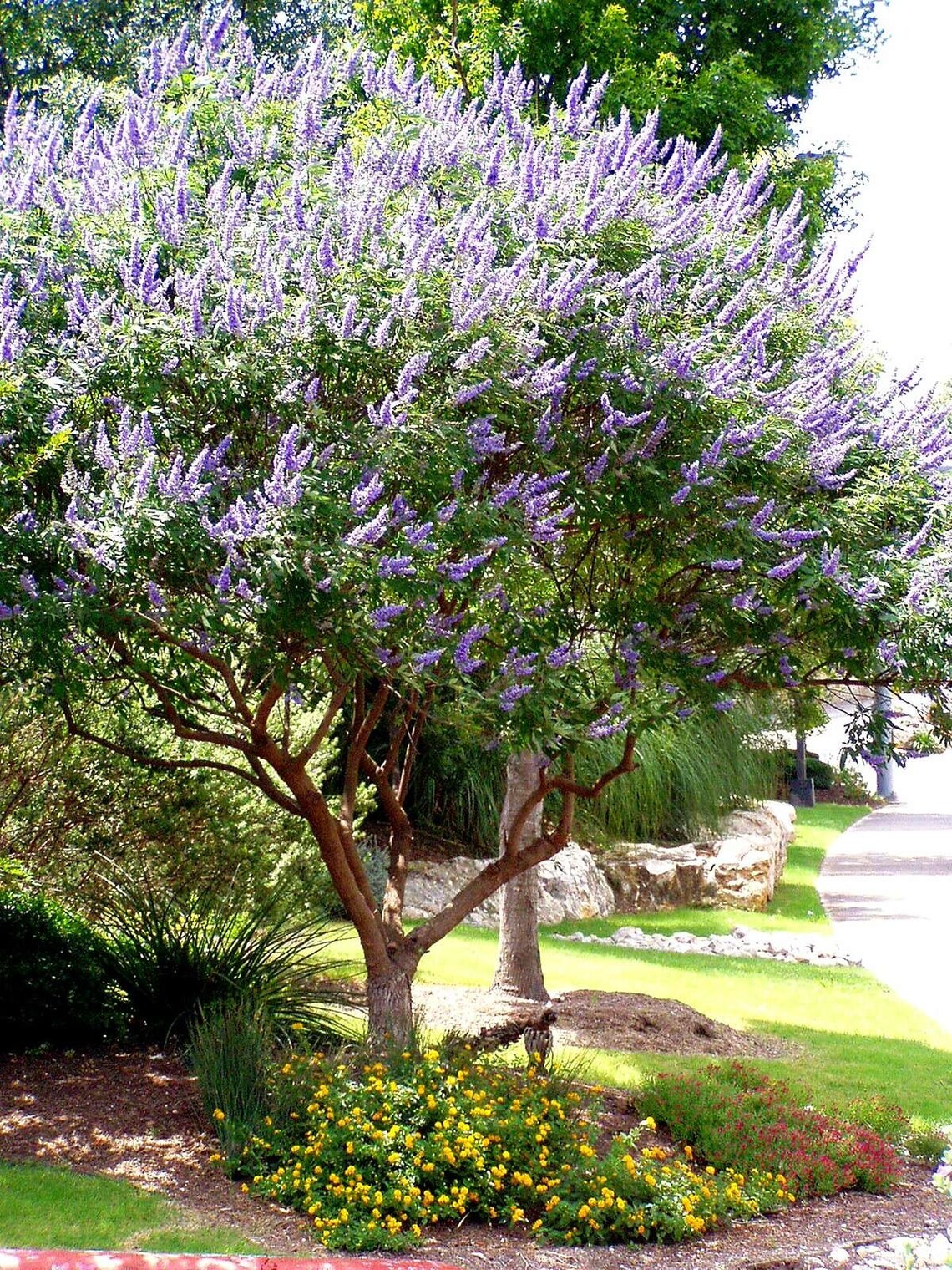 Seeds. Chaste Tree, Vitex (vitex Angus-castus). - Etsy