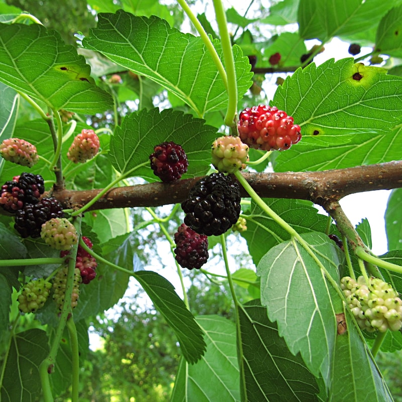 Mulberry Tree - Etsy