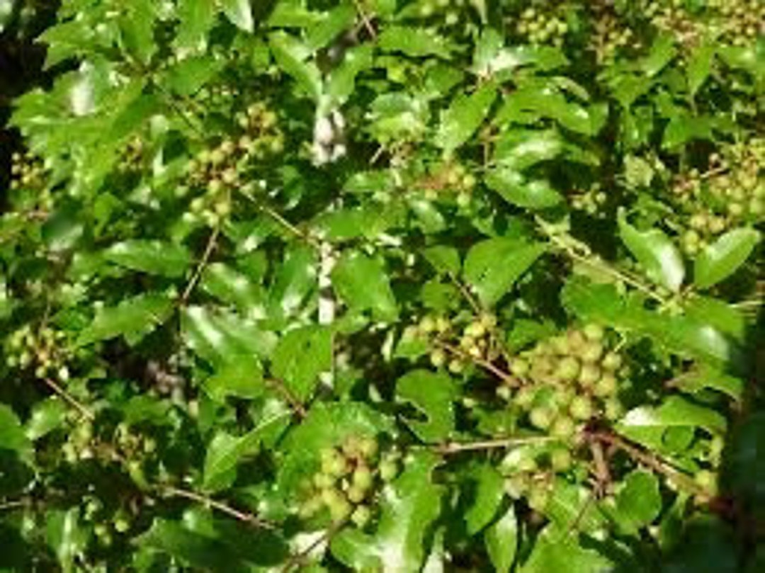 Seeds. Toothache Tree, Texas Prickly Ashe (zanthoxylem Hirsutum). - Etsy