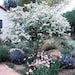 Seeds. Possumhaw Holly ilex Decidua - Etsy