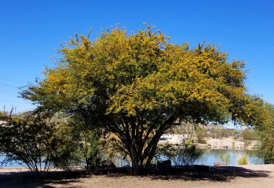 Seeds. Sweet Acacia , Huisache (acacia Farnensiana) - Etsy