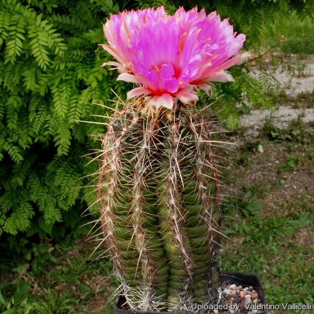 Seeds. Twisted Hedgehog Cactus (hamatocactus Bicolor) - Etsy