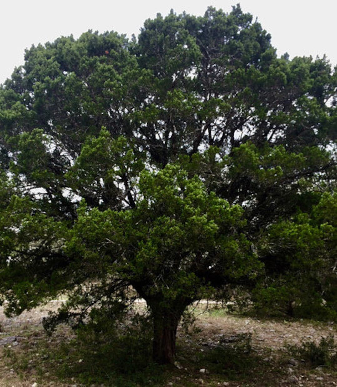 Seeds. Ashe Juniper juniperus Ashei - Etsy