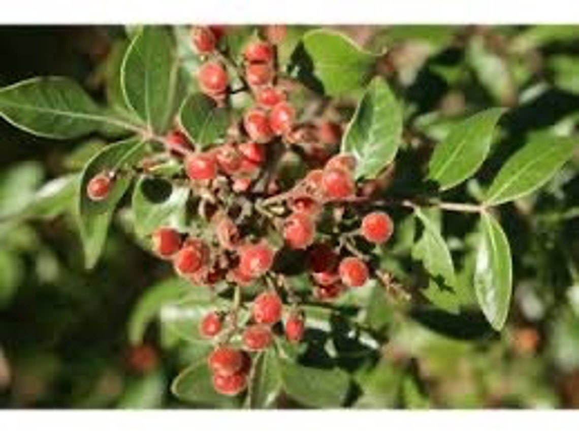 Seeds. Evergreen Sumac (rhus Virens) - Etsy